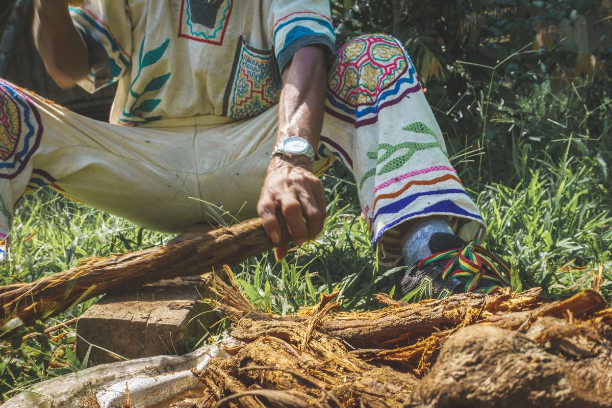 The Ayahuasca Medicine — La Luna del Amazonas